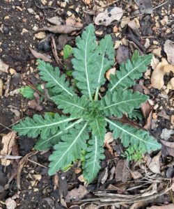 5 Reasons to Grow Cutleaf Daisy (Engelmannia peristenia) - Native Backyards