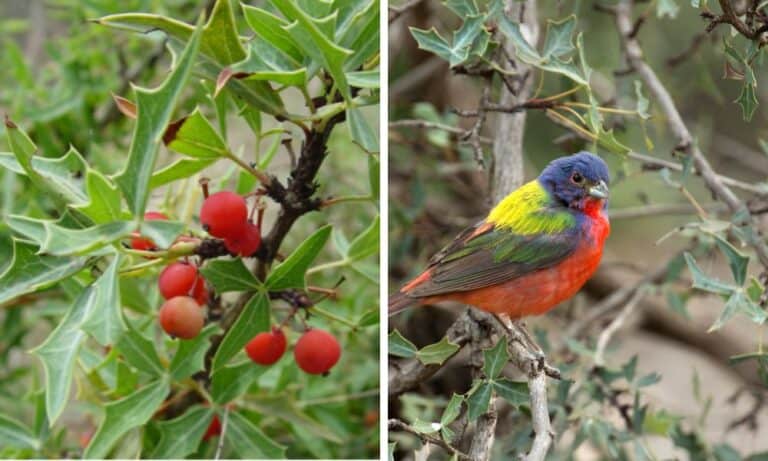 Top 7 Texas Evergreen Shrubs - Native Backyards