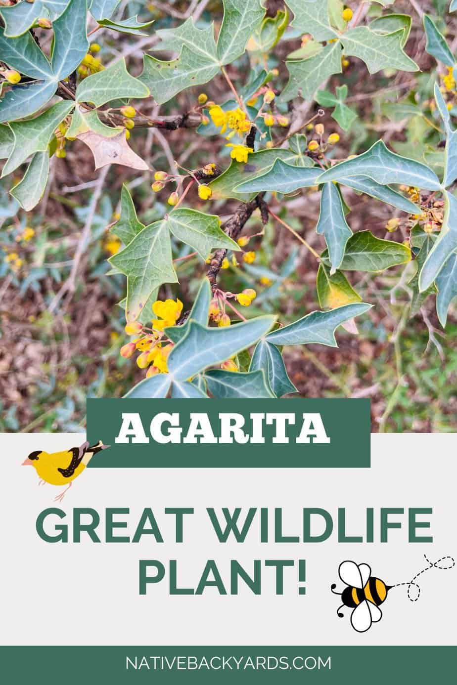 5 Reasons to Grow Agarita (Mahonia trifoliolata) - Native Backyards