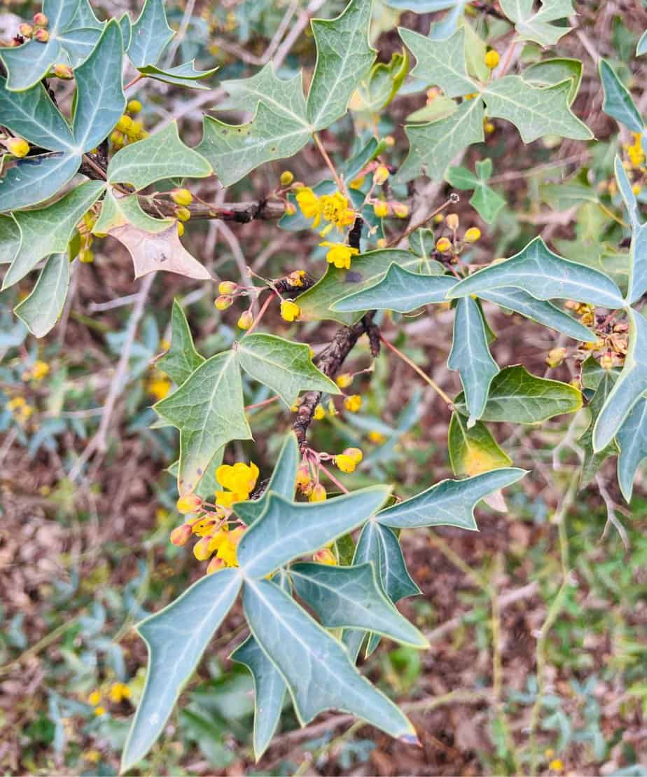 5 Reasons to Grow Agarita (Mahonia trifoliolata) - Native Backyards