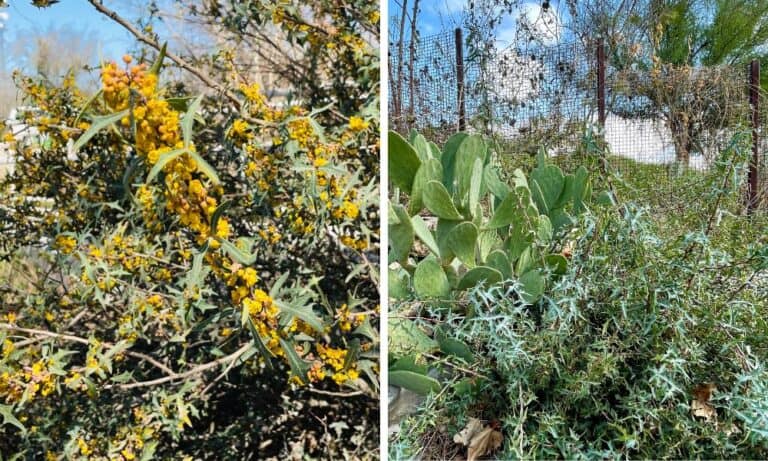 Top 7 Texas Evergreen Shrubs - Native Backyards