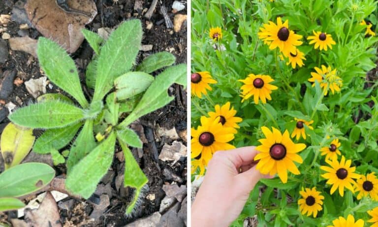Wildflower Identification: 10 Common Seedlings to Know! - Native Backyards
