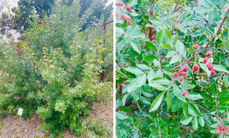 Top 7 Texas Evergreen Shrubs - Native Backyards