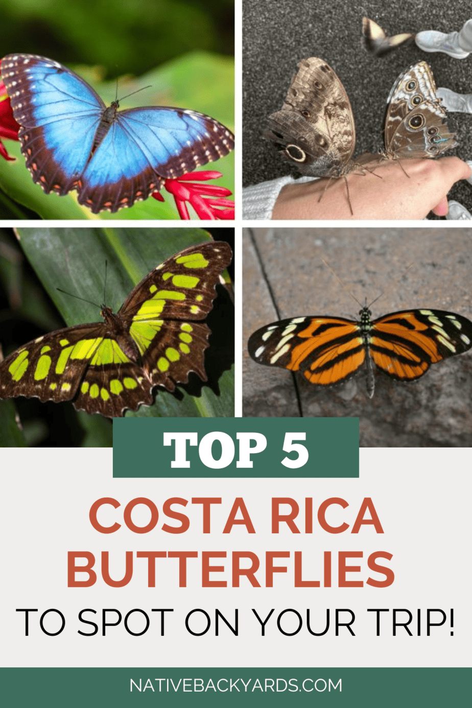 Top 5 Costa Rica Butterflies to Spot on Your Trip - Native Backyards