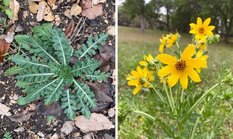 Wildflower Identification: 10 Common Seedlings to Know! - Native Backyards