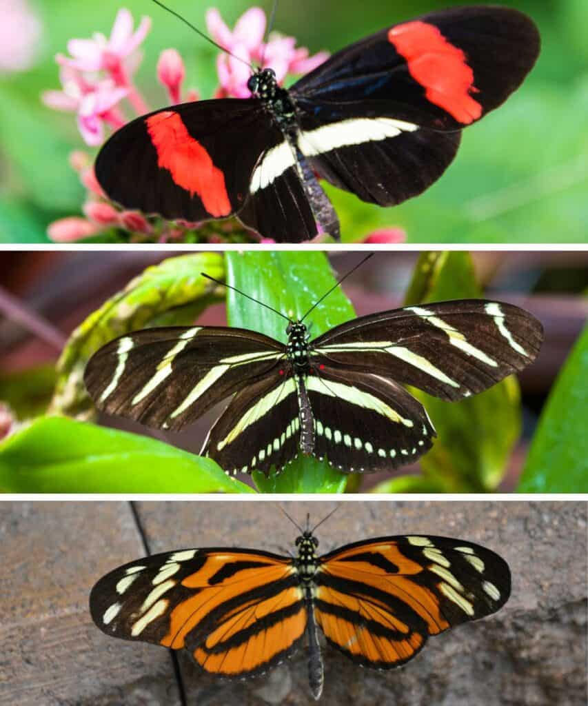 Top 5 Costa Rica Butterflies to Spot on Your Trip - Native Backyards