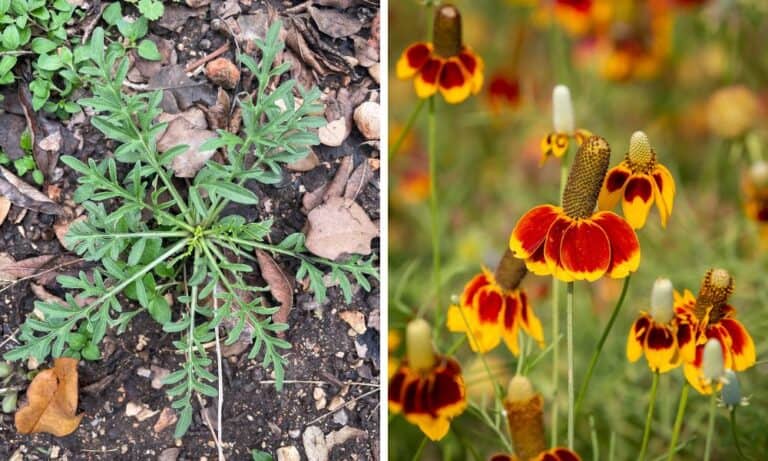 Wildflower Identification: 10 Common Seedlings to Know! - Native Backyards