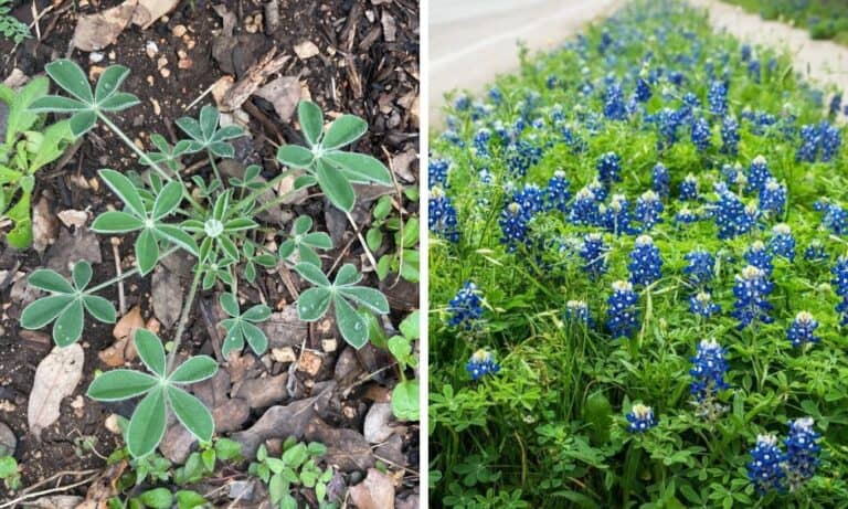 Wildflower Identification: 10 Common Seedlings to Know! - Native Backyards