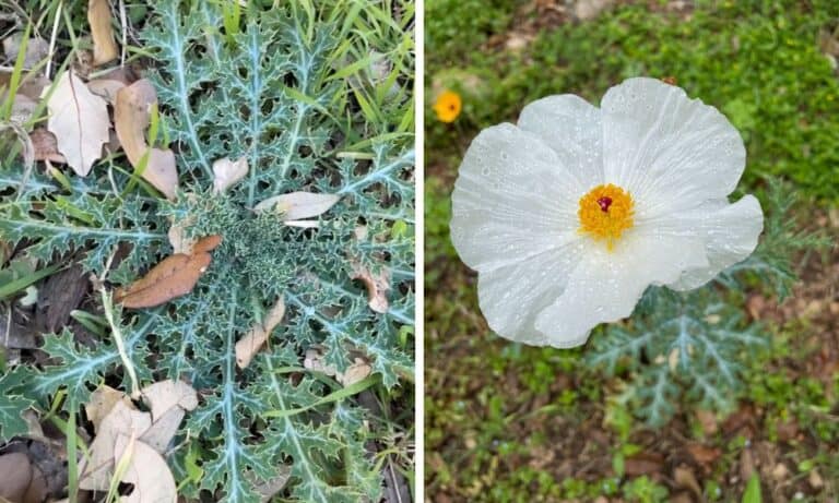 Wildflower Identification: 10 Common Seedlings to Know! - Native Backyards