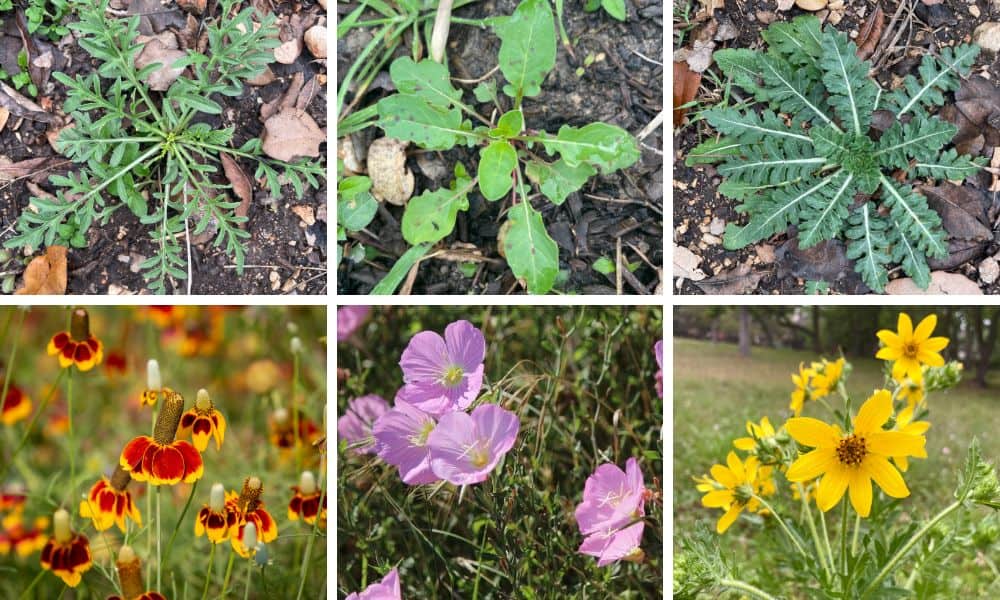Wildflower Identification 10 Common Seedlings To Know Native Backyards