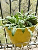 5 Reasons to Grow Cutleaf Daisy (Engelmannia peristenia) - Native Backyards