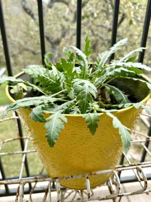 5 Reasons to Grow Cutleaf Daisy (Engelmannia peristenia) - Native Backyards