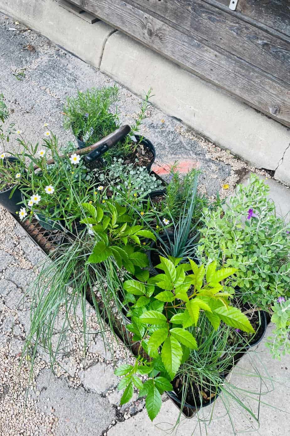 Top 10 Texas Native Plant Nurseries - Native Backyards