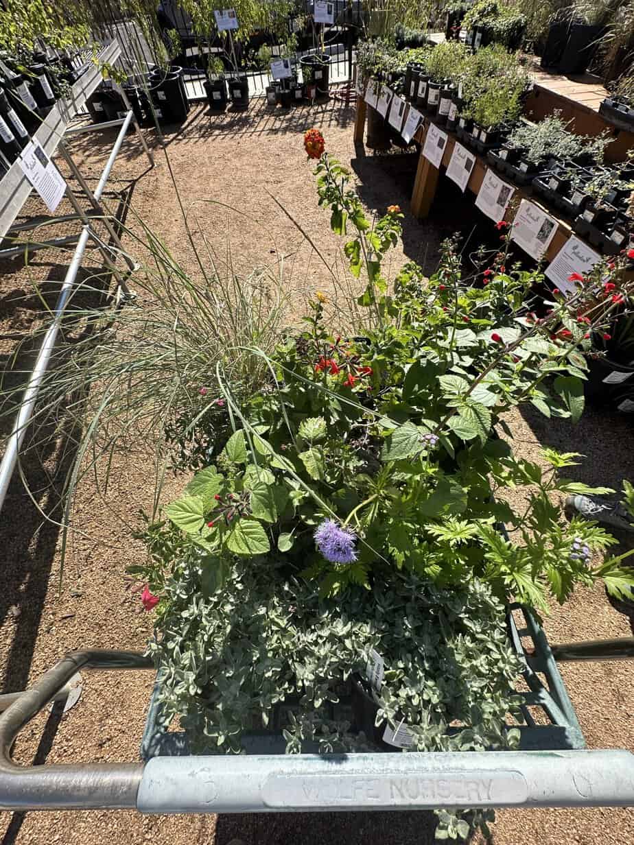 Top 10 Texas Native Plant Nurseries - Native Backyards