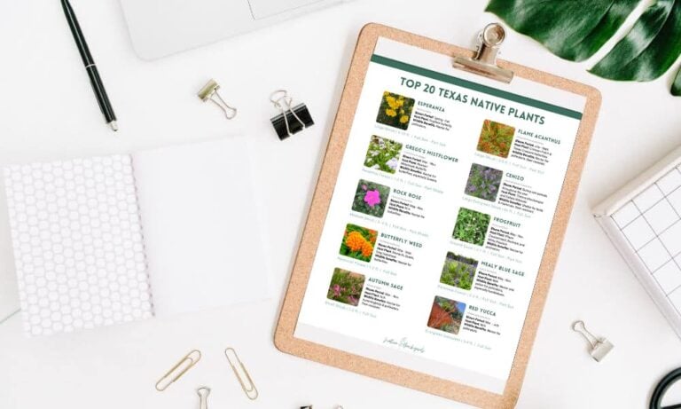 Top 10 Texas Native Plant Nurseries - Native Backyards