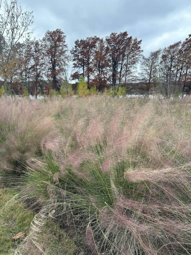 Top 5 Texas Native Grasses for Landscapes - Native Backyards