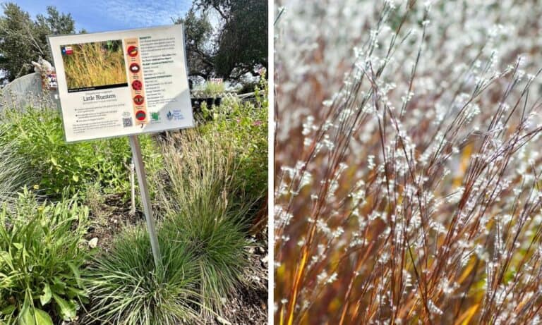 Top 5 Texas Native Grasses for Landscapes - Native Backyards