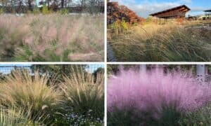 Top 5 Texas Native Grasses for Landscapes - Native Backyards