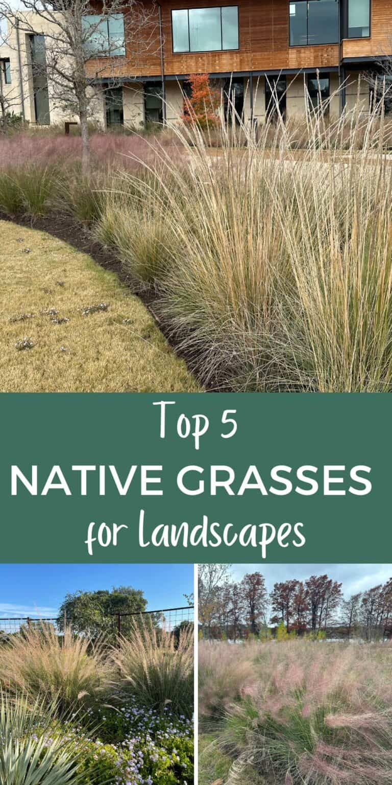 Top 5 Texas Native Grasses For Landscapes Native Backyards
