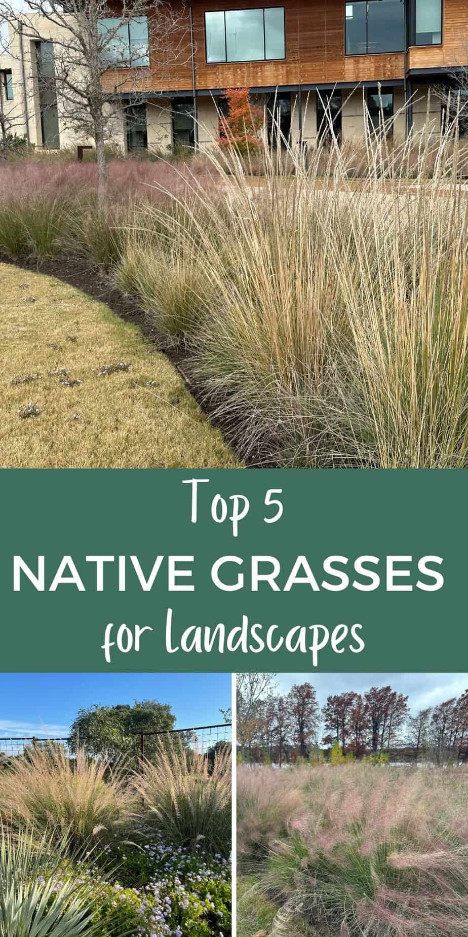 Top 5 Texas Native Grasses for Landscapes - Native Backyards