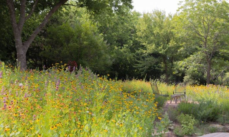 15 Texas Native Plant Landscape Designers - Native Backyards